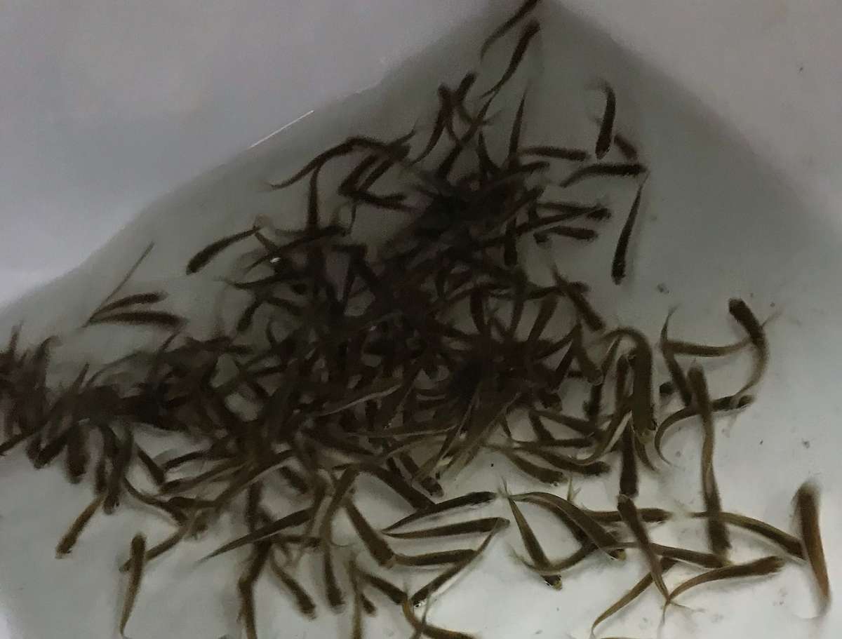 Moderlieschen kaufen | fischlando by FISCHGUT PRIMUS