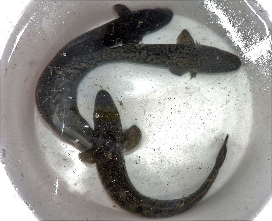 Aalquappe Aalrute kaufen | fischlando by FISCHGUT PRIMUS