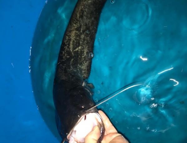 Wels (Waller) kaufen | fischlando by FISCHGUT PRIMUS