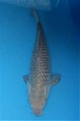 Koi kaufen online kaufen günstig auf Rechnung bei fischlando ...