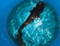 Wels (Waller) kaufen | fischlando by FISCHGUT PRIMUS